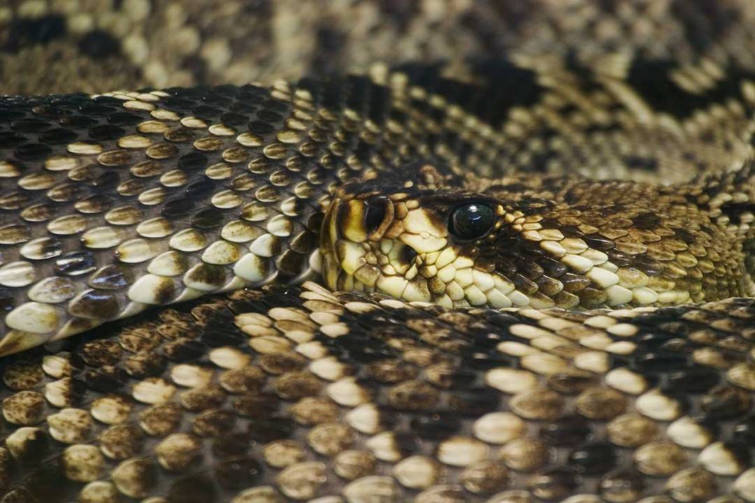 Snake Removal, Trapping and Control - ALL THINGS WILD - Nuisance ...