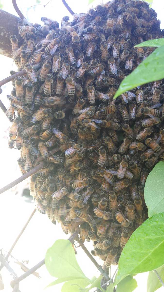 Wasps, Hornets, Bees & Stinging Insects - ALL THINGS WILD - Nuisance ...